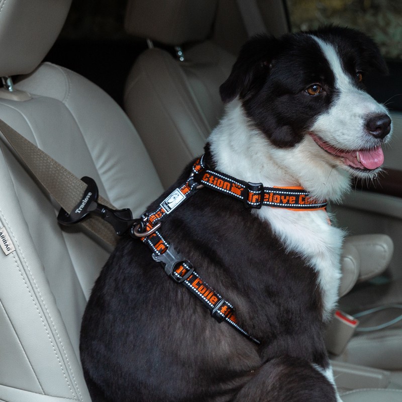 Système d'attache chien voiture True Love SECURY ceinture de sécurité